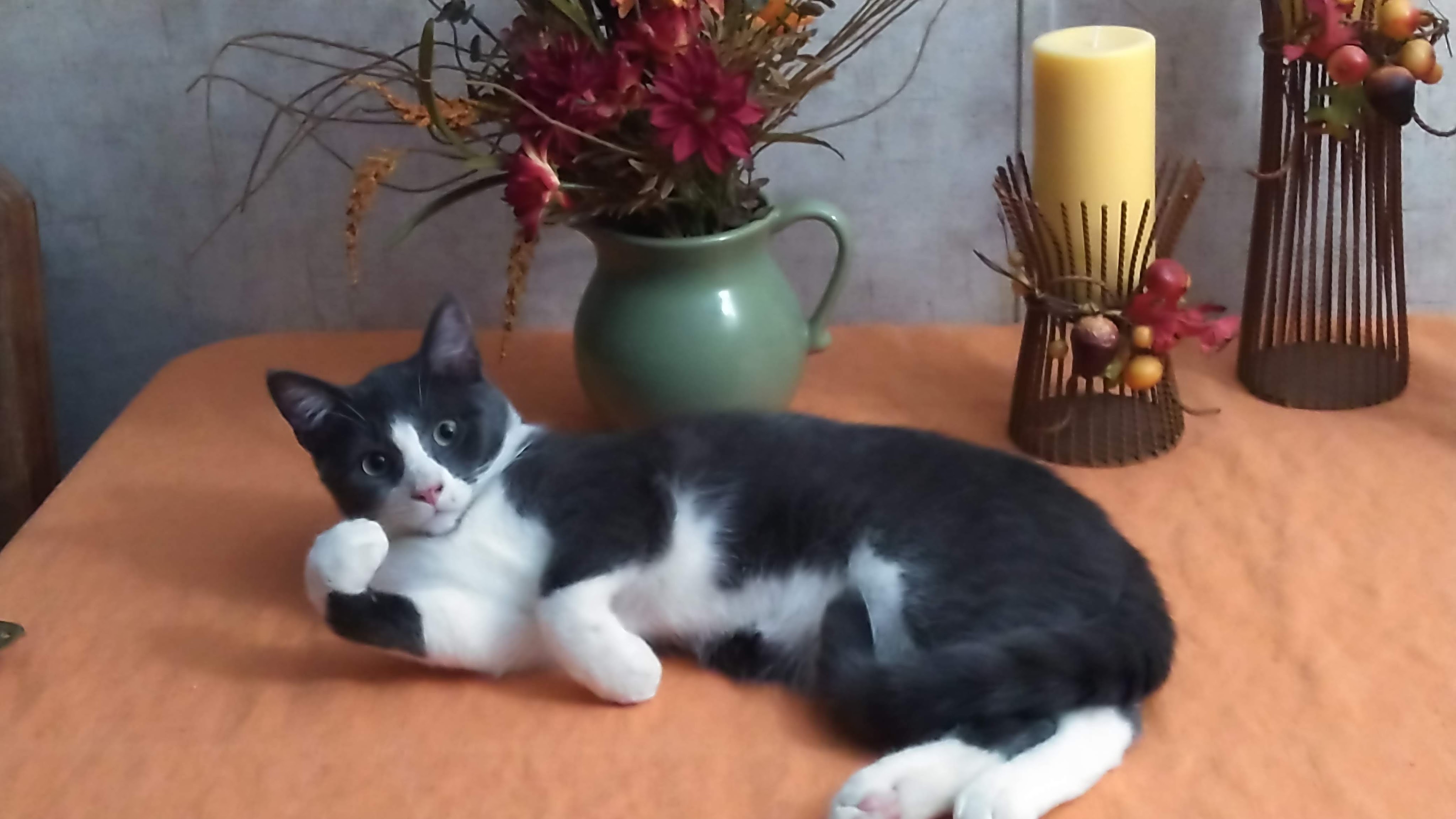 INTRODUCING….KITTLE KATS! – TATER TWOTS